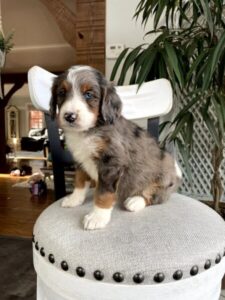 Bernedoodle Puppies for Sale - Country Ridge Puppies