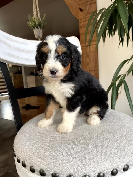 Bernedoodle Puppies for Sale - Country Ridge Puppies