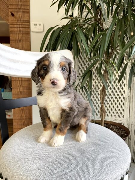 Bernedoodle Puppies for Sale - Country Ridge Puppies